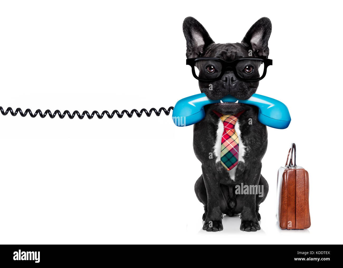 french bulldog dog with glasses as secretary or operator with old dial ...