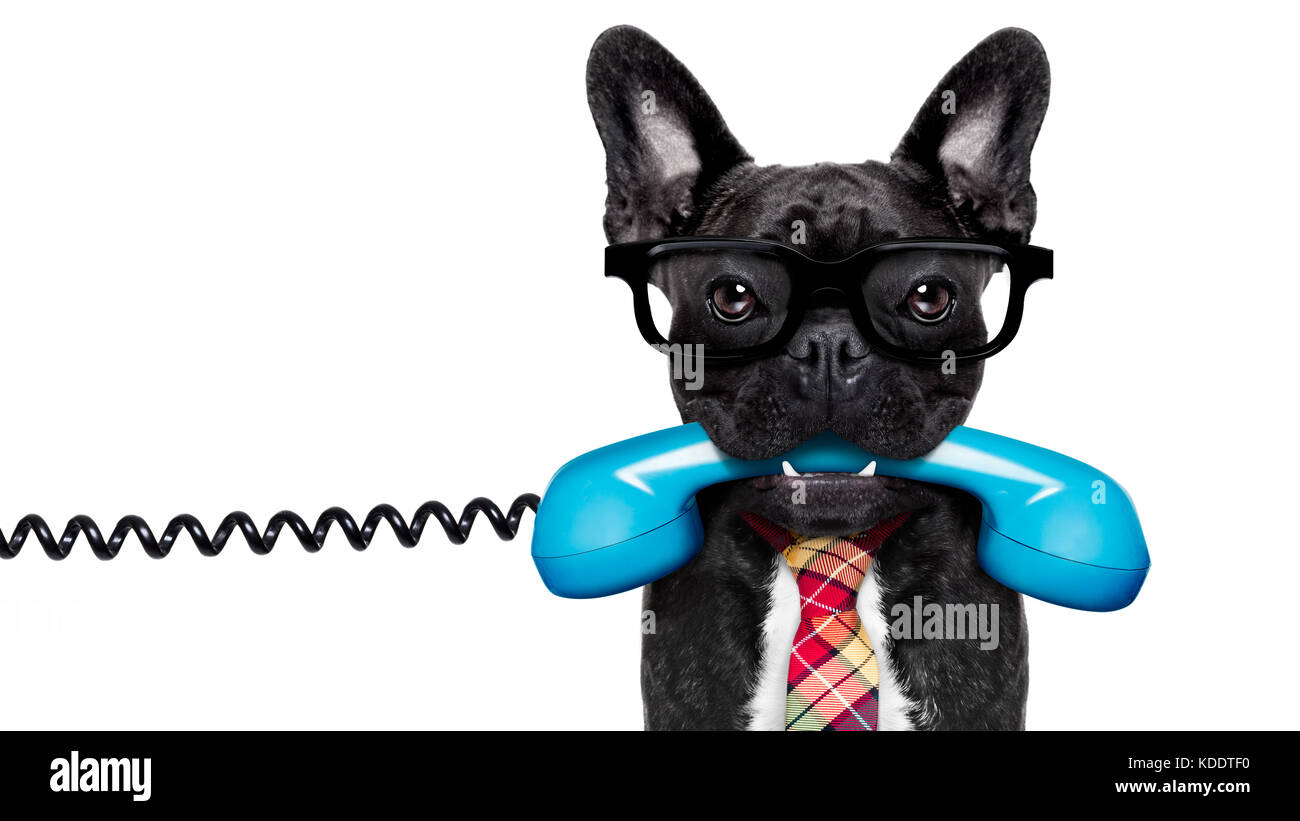 french bulldog dog with glasses as secretary or operator with old dial ...