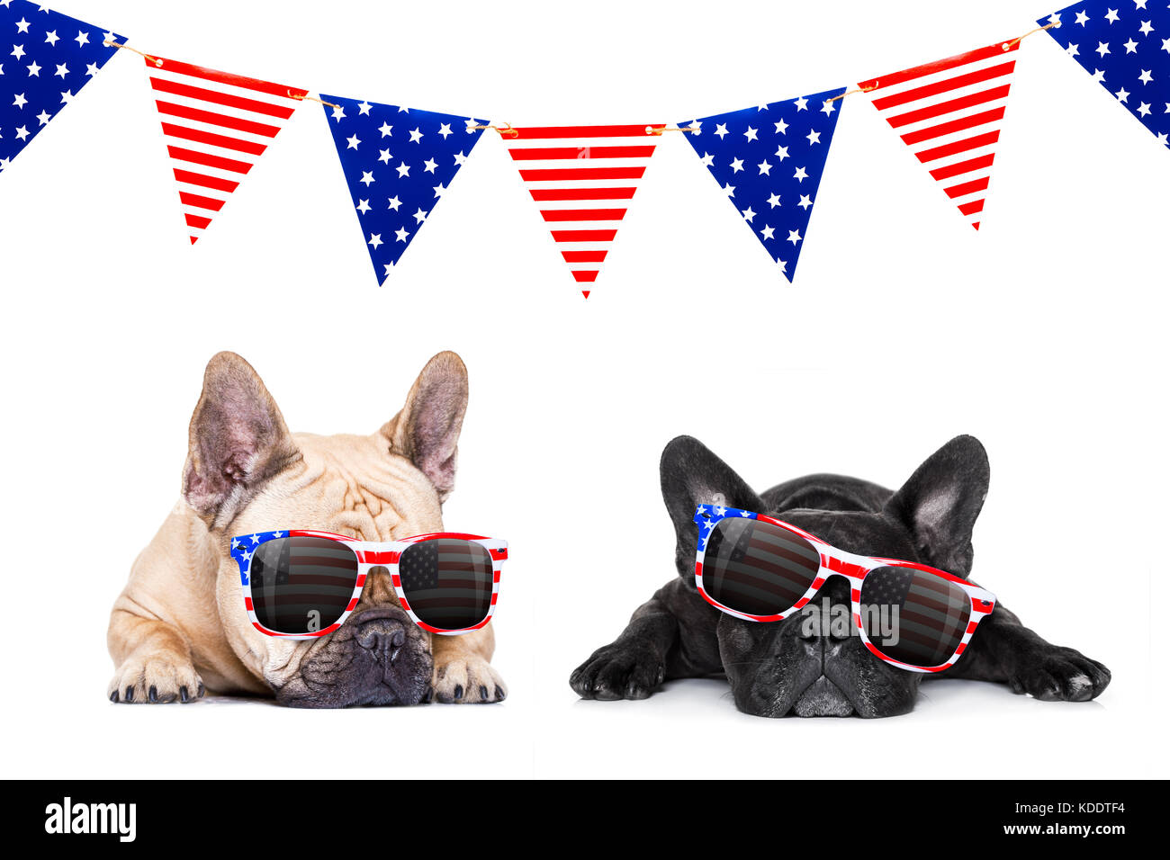 couple french bulldog dogs celebrating independence day 4th of july ...