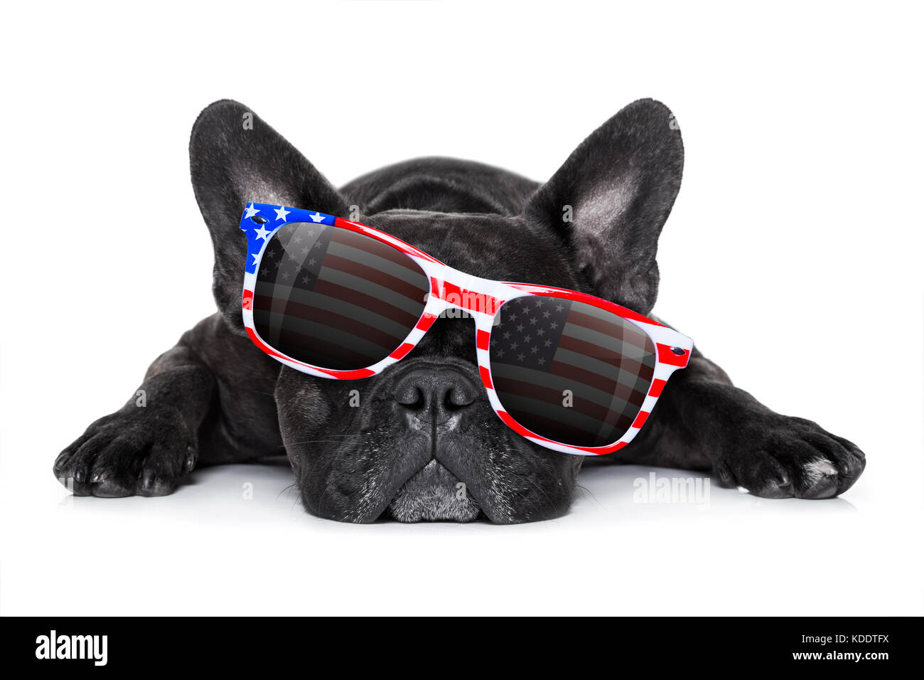 french bulldog dog celebrating independence day 4th of july with ...