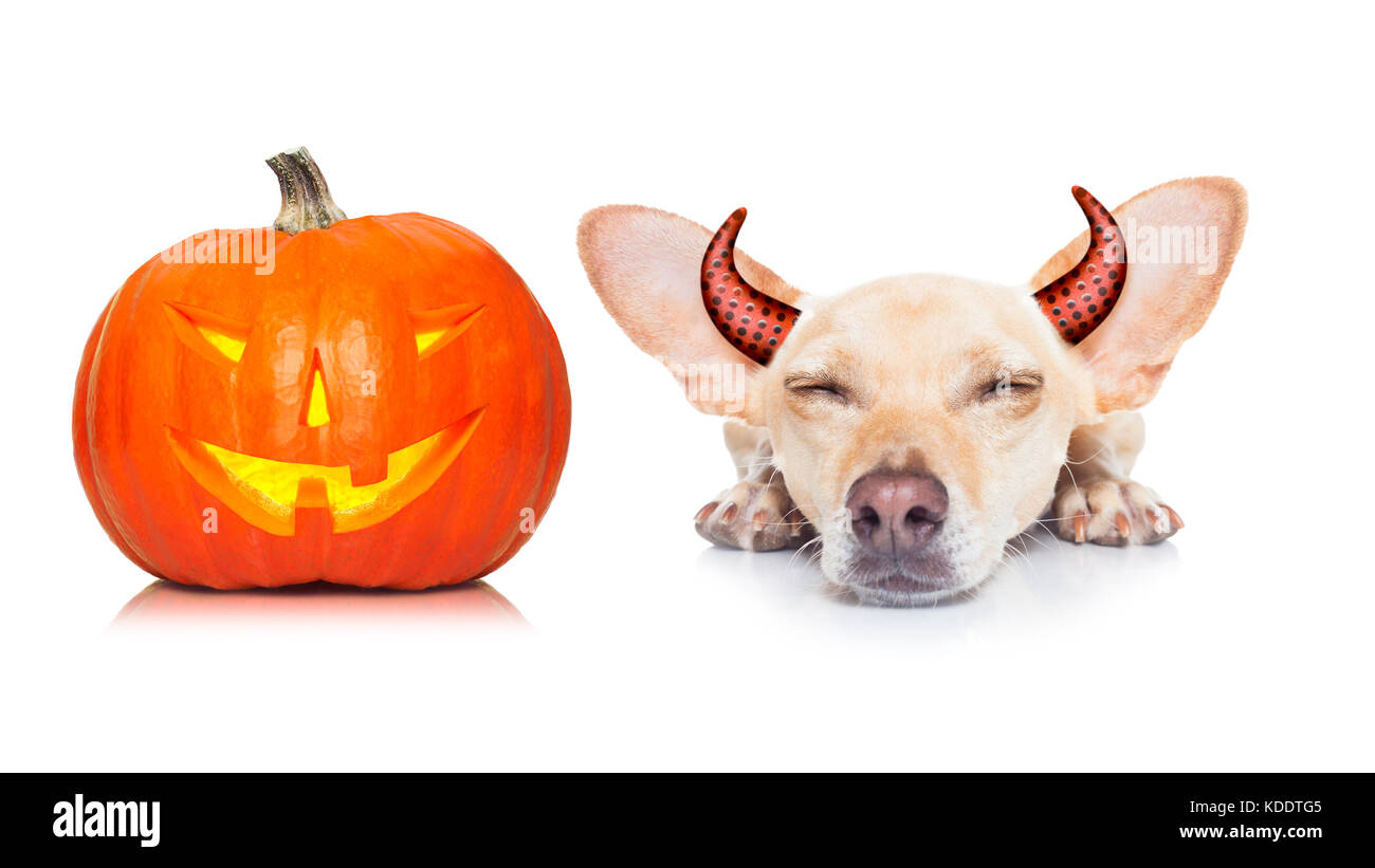 halloween devil dog scared and frightened, isolated on white background ...