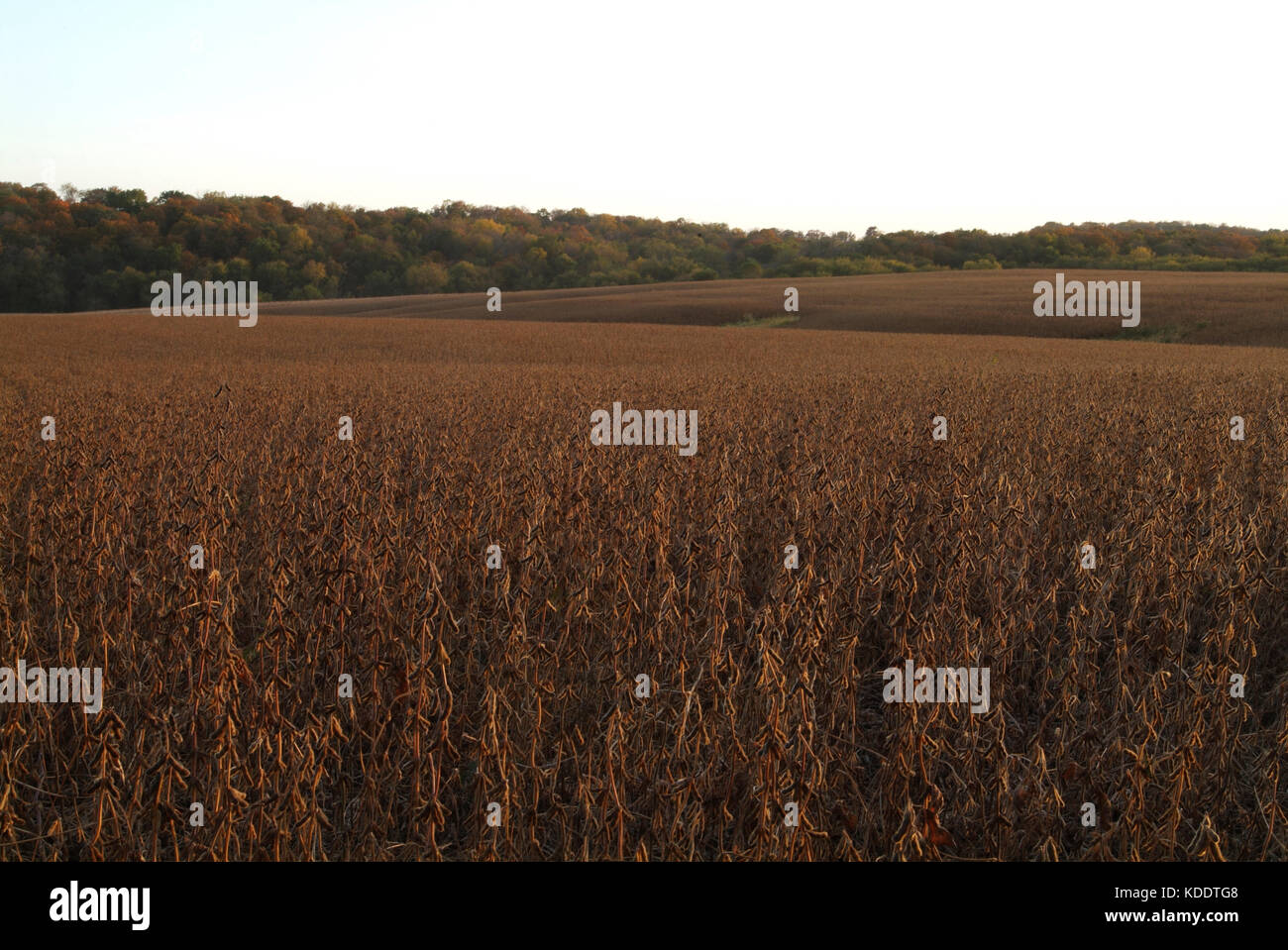 FIELD OF HARVEST READY SOYBEANS, IOWA Stock Photo - Alamy