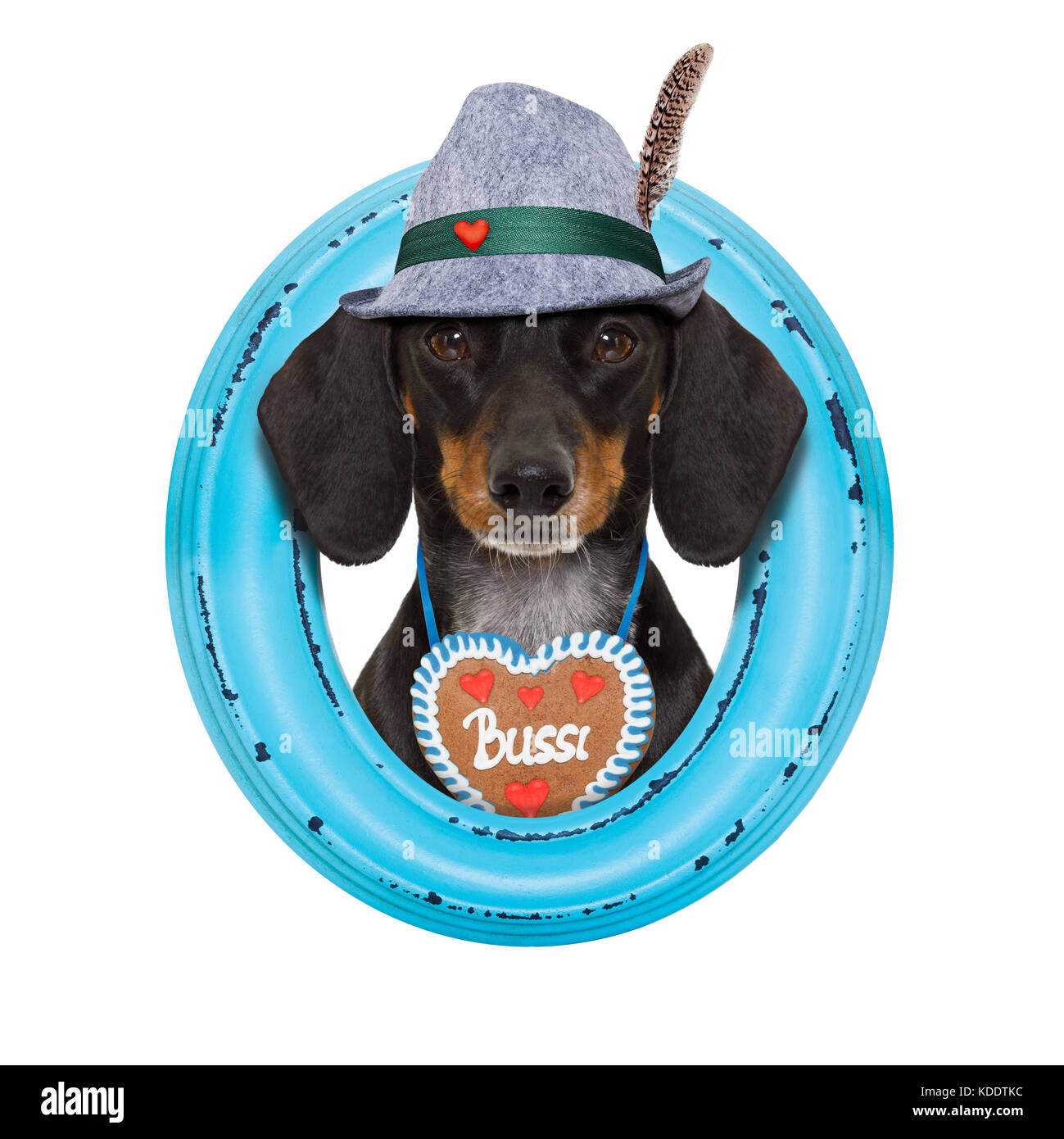 bavarian dachshund or sausage dog with gingerbread and beer mug ...