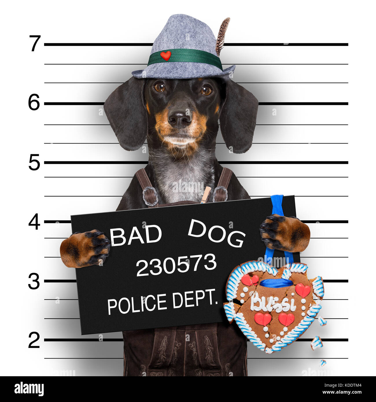 bavarian sausage dog or dachshund at police station mugshot toasting ...