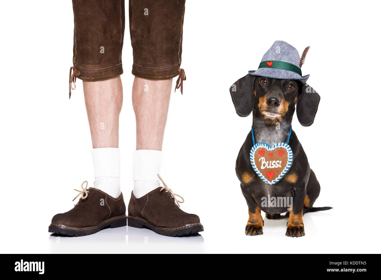 bavarian dachshund or sausage dog with gingerbread with owner isolated ...
