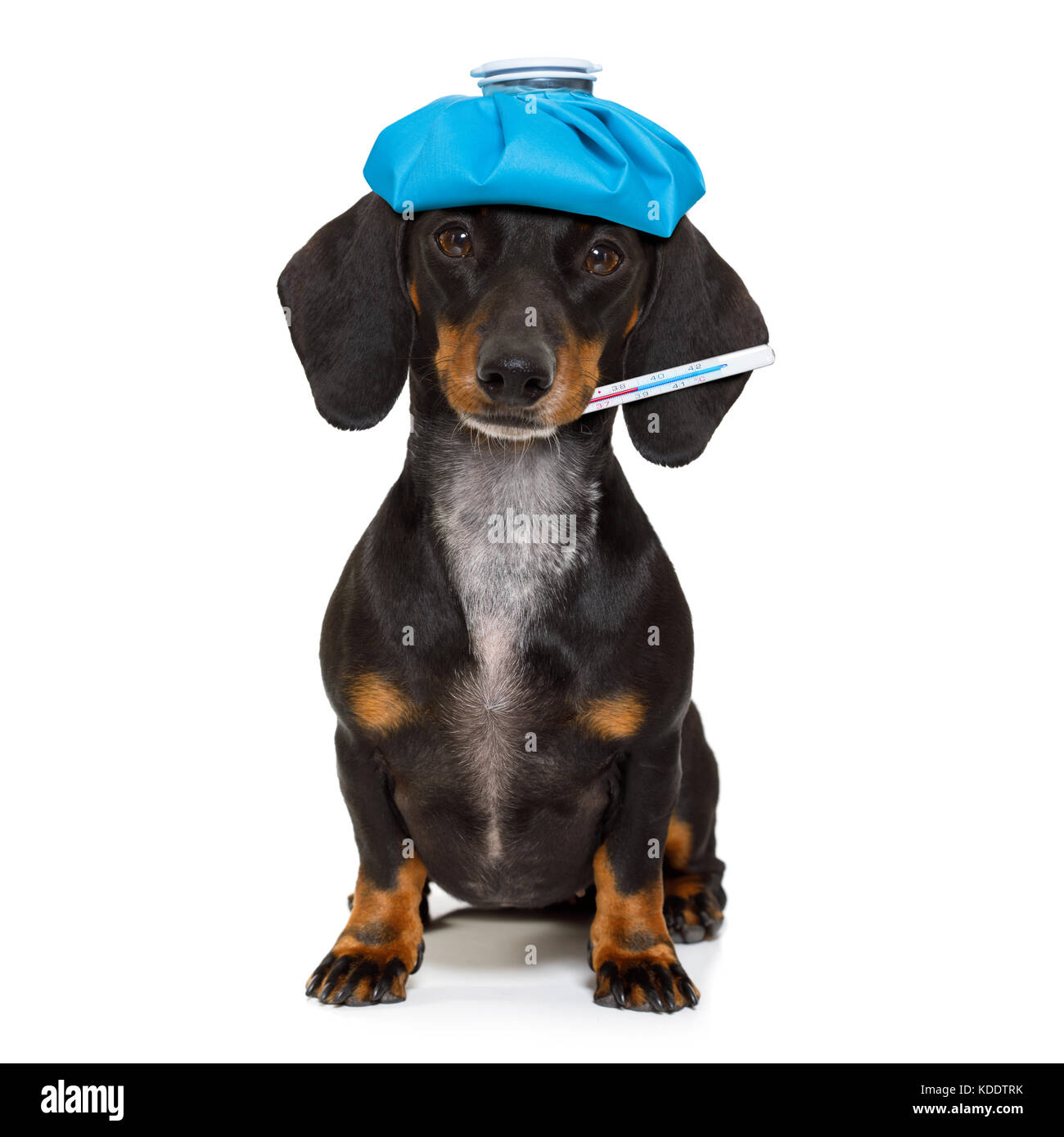 Dog ice pack head hi-res stock photography and images - Alamy