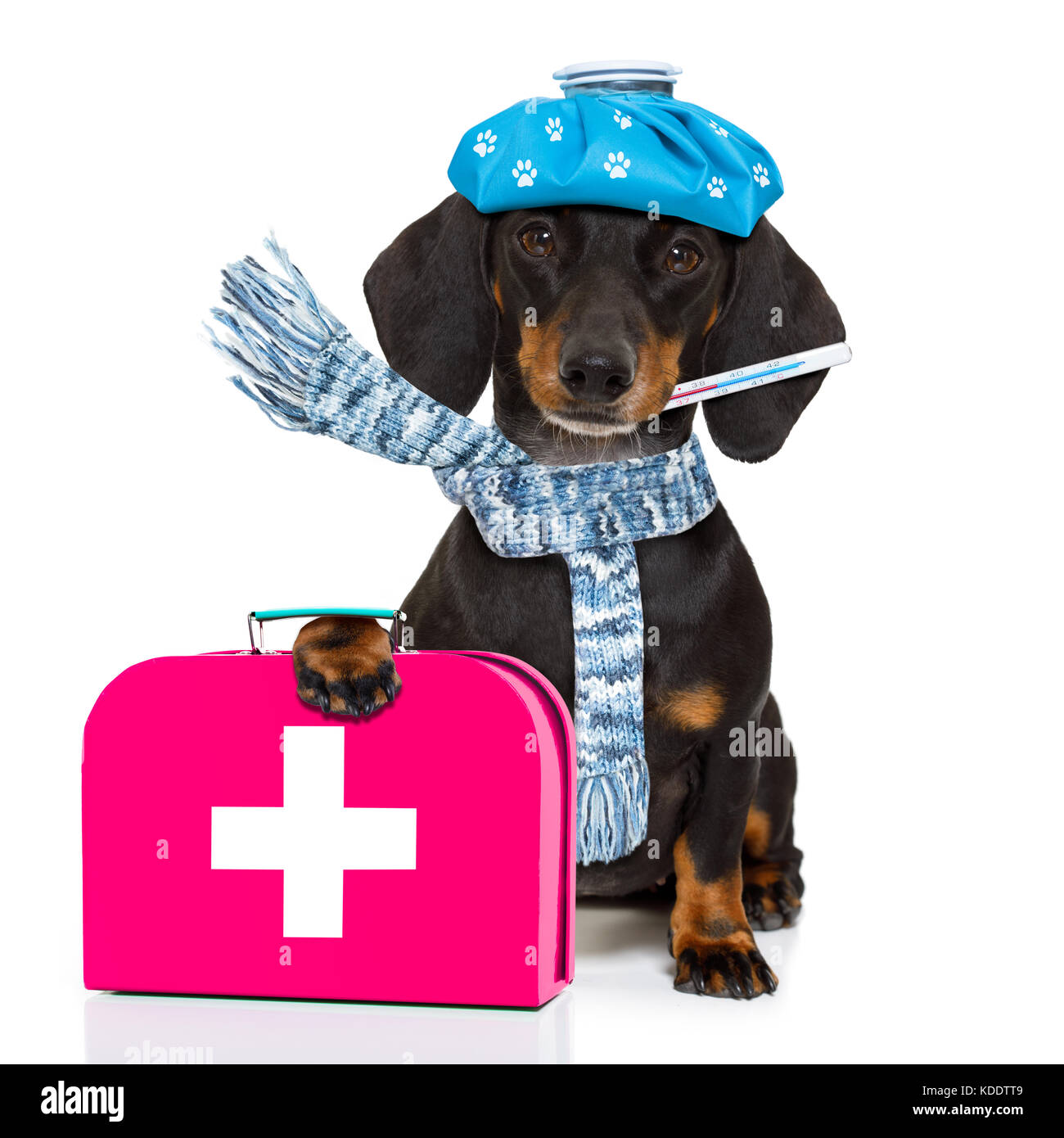 sick and ill dachshund sausage dog isolated on white background with ...