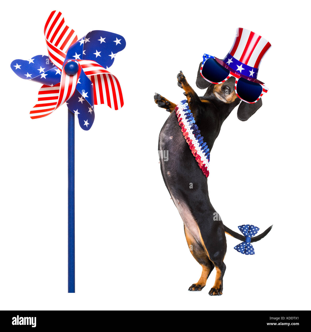 Susage dog hi-res stock photography and images - Alamy