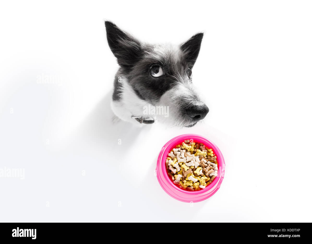 hungry poodle dog behind bowl, isolated on white background looking up ...
