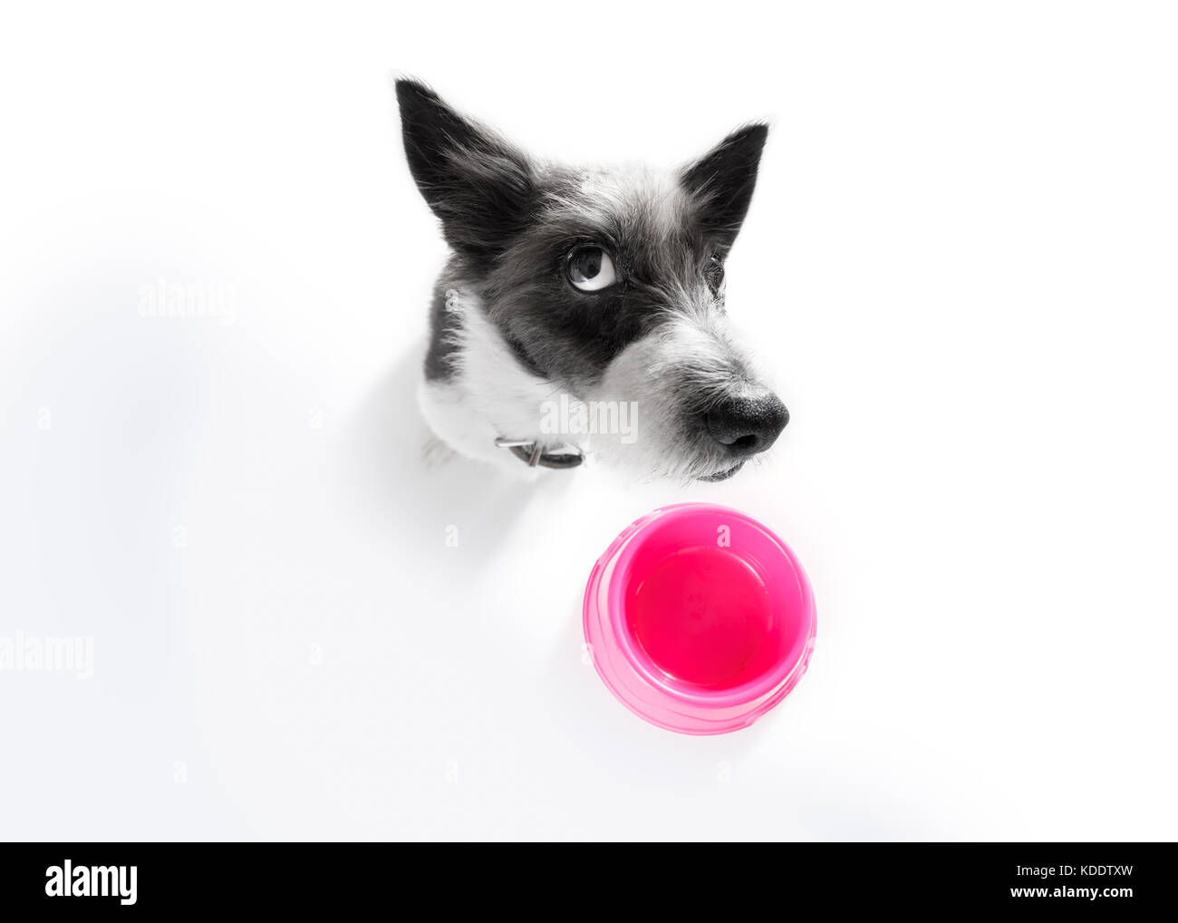 hungry poodle dog behind empty bowl, isolated on white looking up to ...