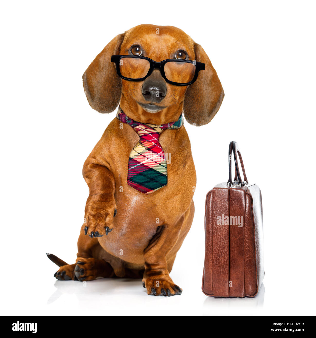 office worker businessman dachshund sausage dog as boss and chef , with ...
