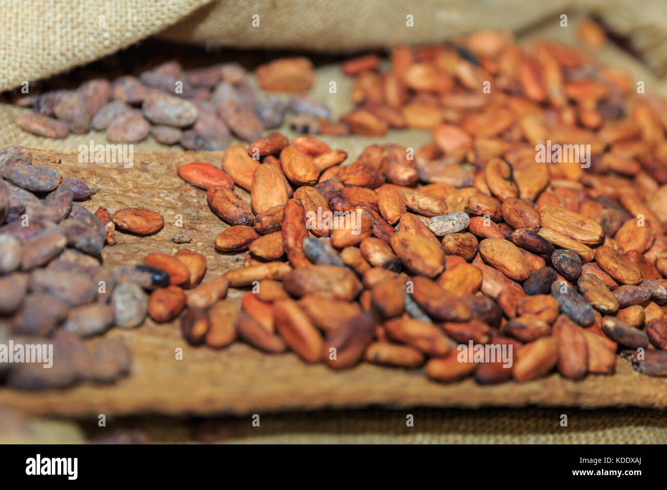 London, UK, 12th Oct 2017. Cocoa beans on display. Opening night of the ...