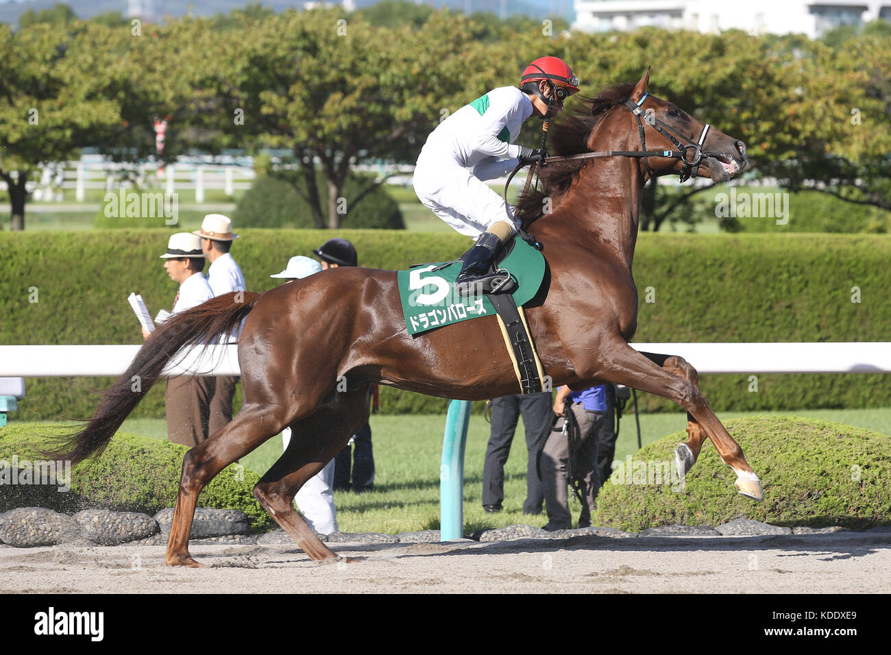 Hyogo, Japan. 30th Sep, 2017. Dragon Barows (Ryuji Wada) Horse Racing ...
