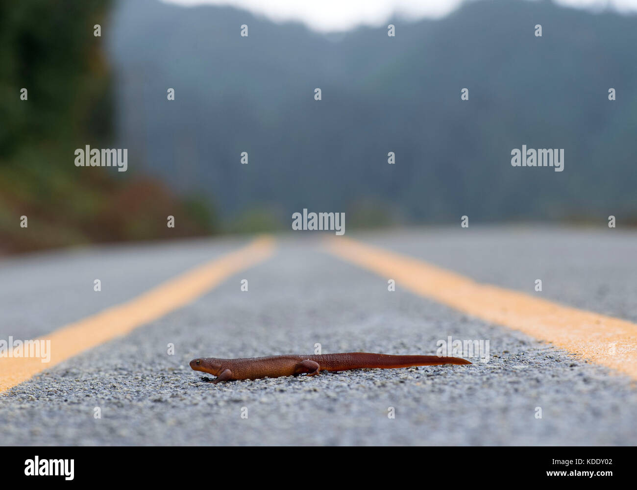 Rough skinned newt in oregon hi-res stock photography and images - Alamy