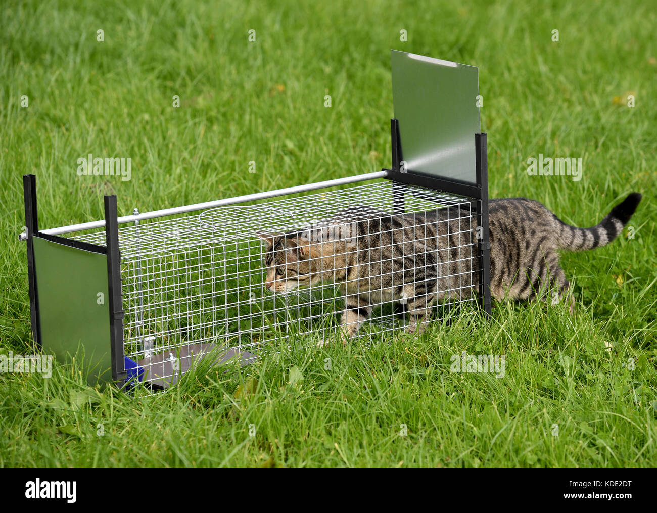 Strays across hi-res stock photography and images - Alamy