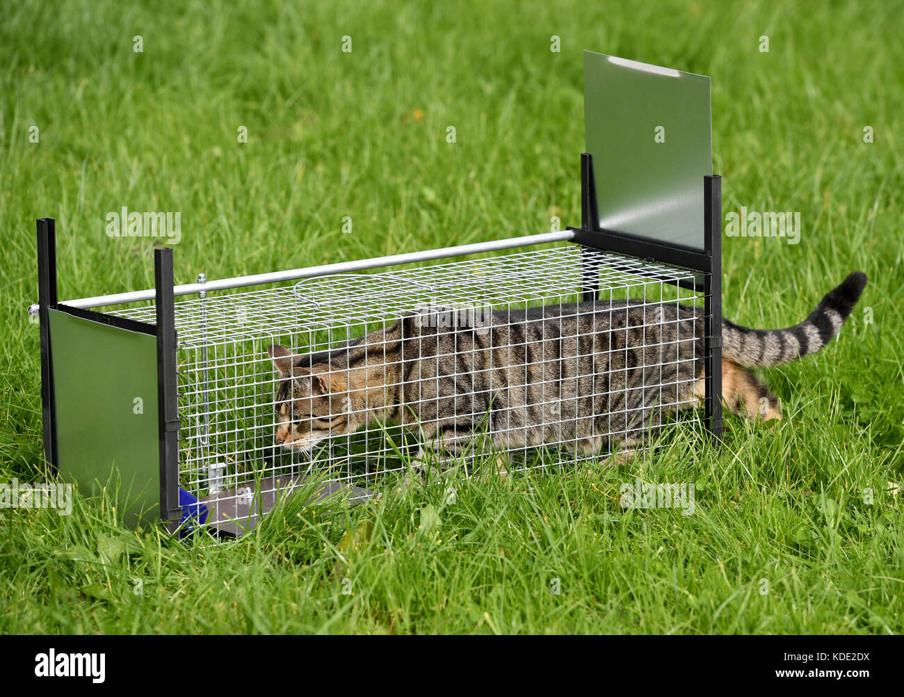 Strays across hi-res stock photography and images - Alamy