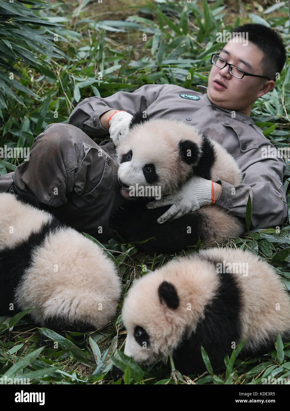 Chengdu, China's Sichuan Province. 13th Oct, 2017. Giant panda cubs are ...