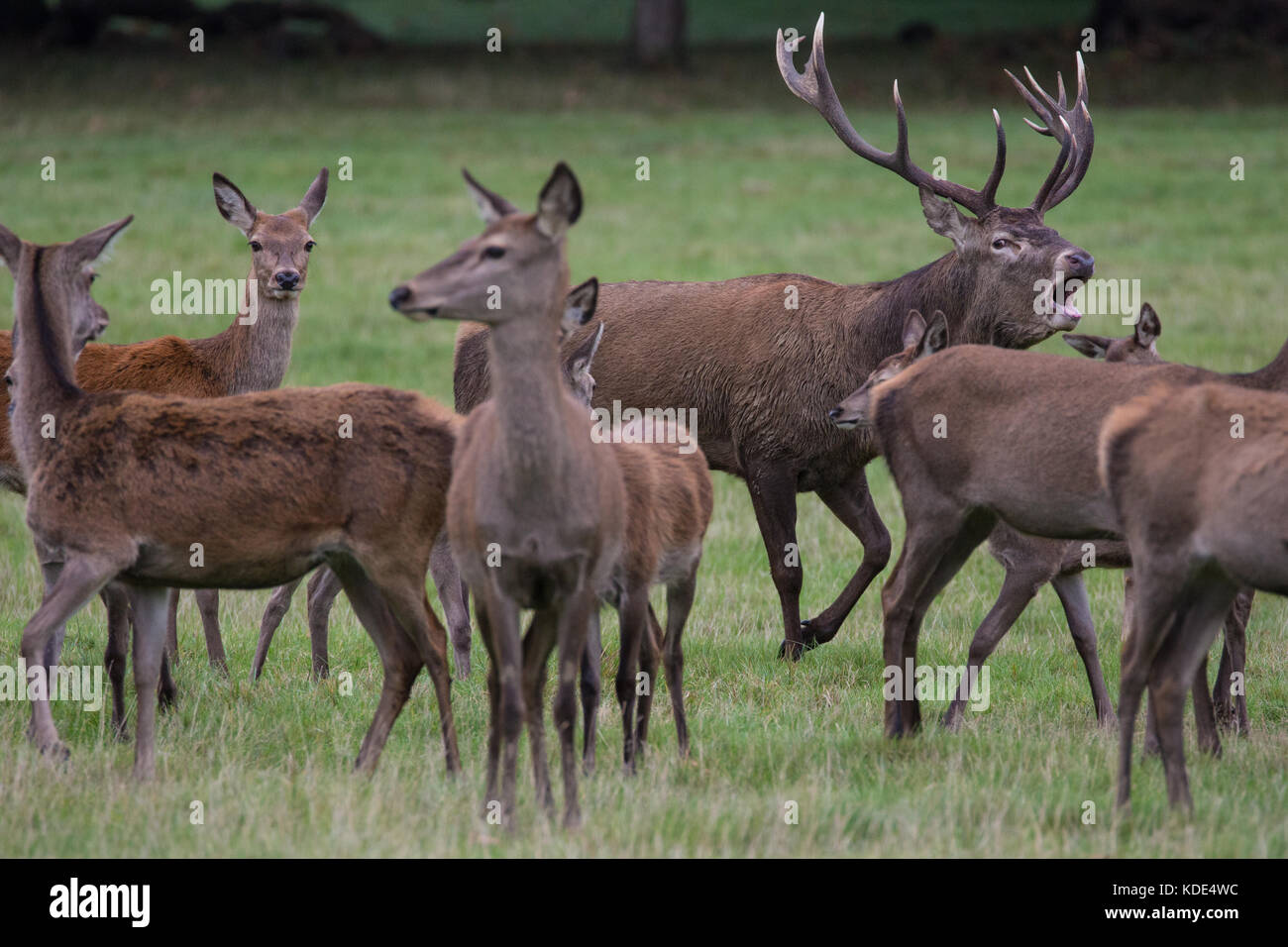 Windsor, UK. 13th October, 2017. A stag throws back its head to bellow ...