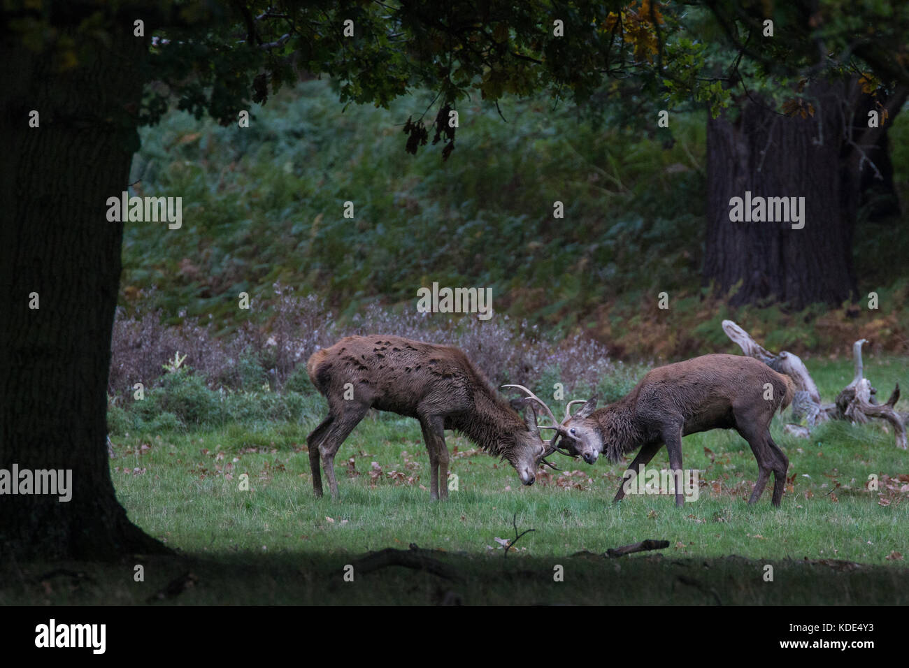 Antler clash hi-res stock photography and images - Alamy