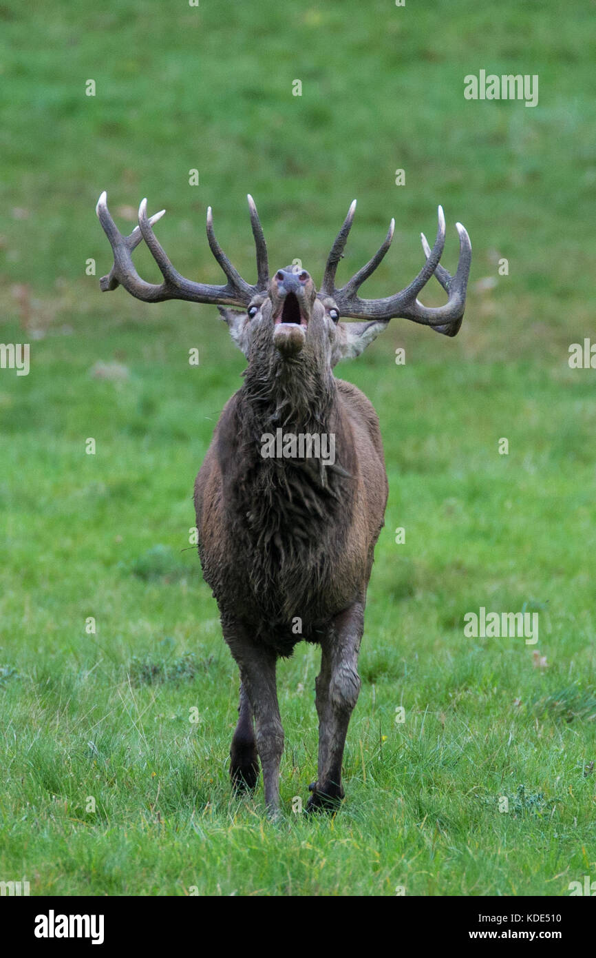 Windsor, UK. 13th October, 2017. A stag throws back its head to bellow ...
