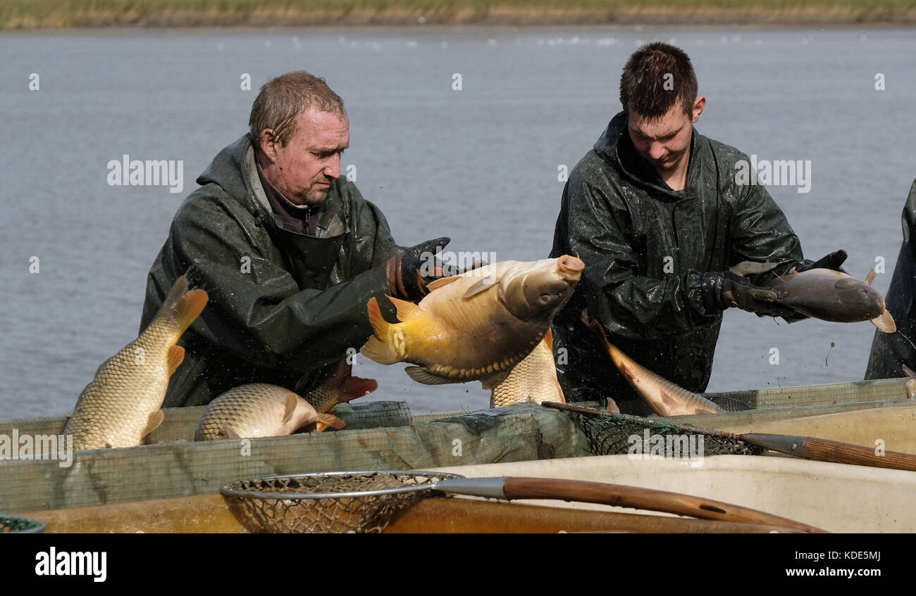 Wermsdorf, Germany. 13th Oct, 2017. Fishermen sort living carps at the ...