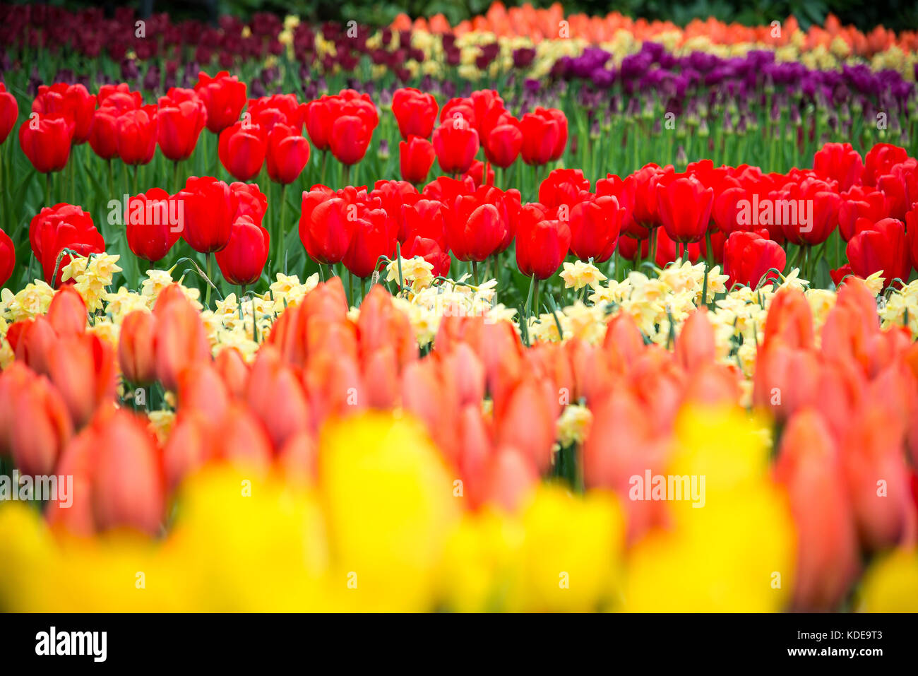 Colorful tulips in the park. Spring landscape Stock Photo - Alamy