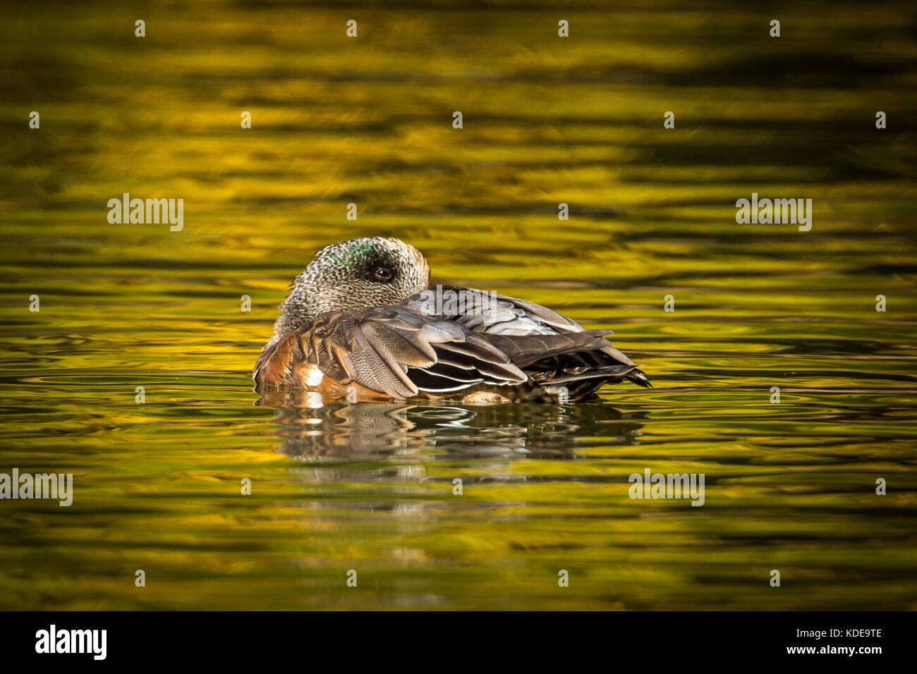 A male wigeon is nestled on the water at Cannon Hill Park in Spokane ...