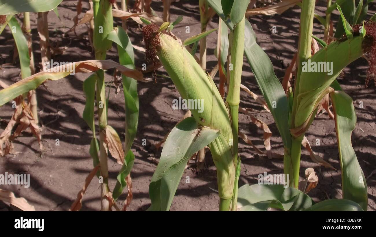 Corn field corn motion farm steadicam farming. green grass agriculture ...