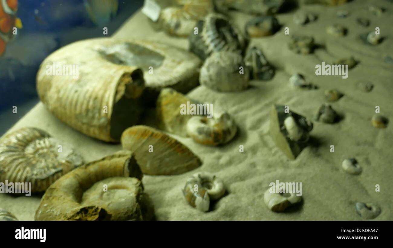 Ancient shell. many ammonite prehistoric fossil on the surface of the ...