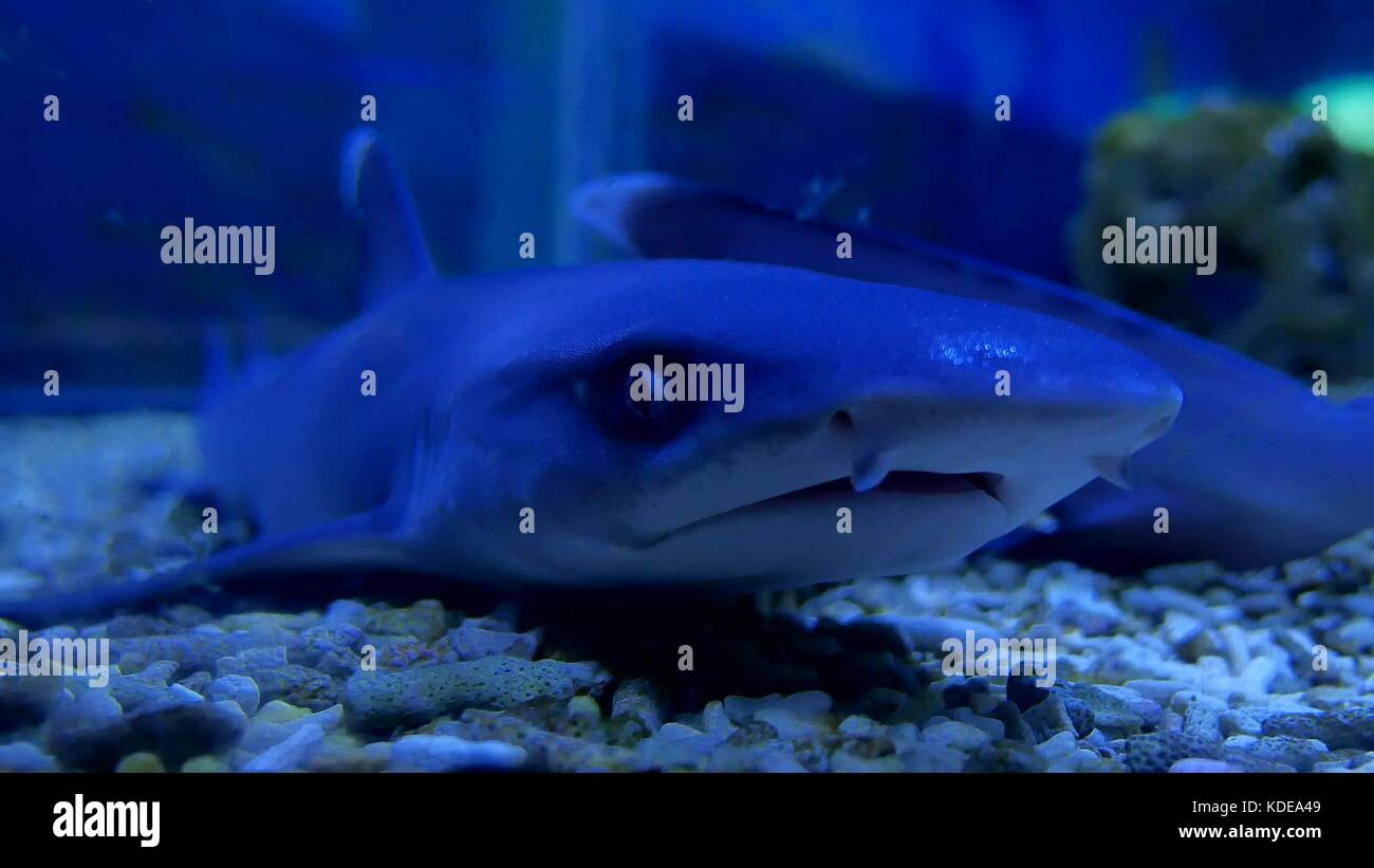 Shark in an aquarium in the water. Fish predator shark ocean Stock ...