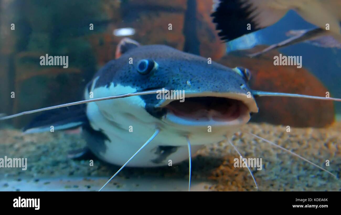 Catfish in the ocean aquarium. Fish from ocean in the aquarium Stock ...
