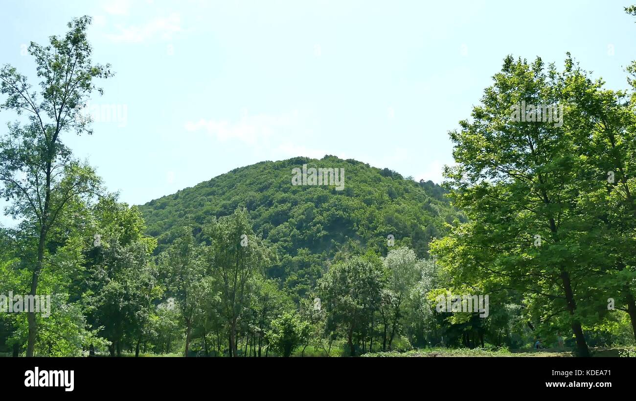 Forested mountain slope in low lying cloud with the evergreen conifers ...