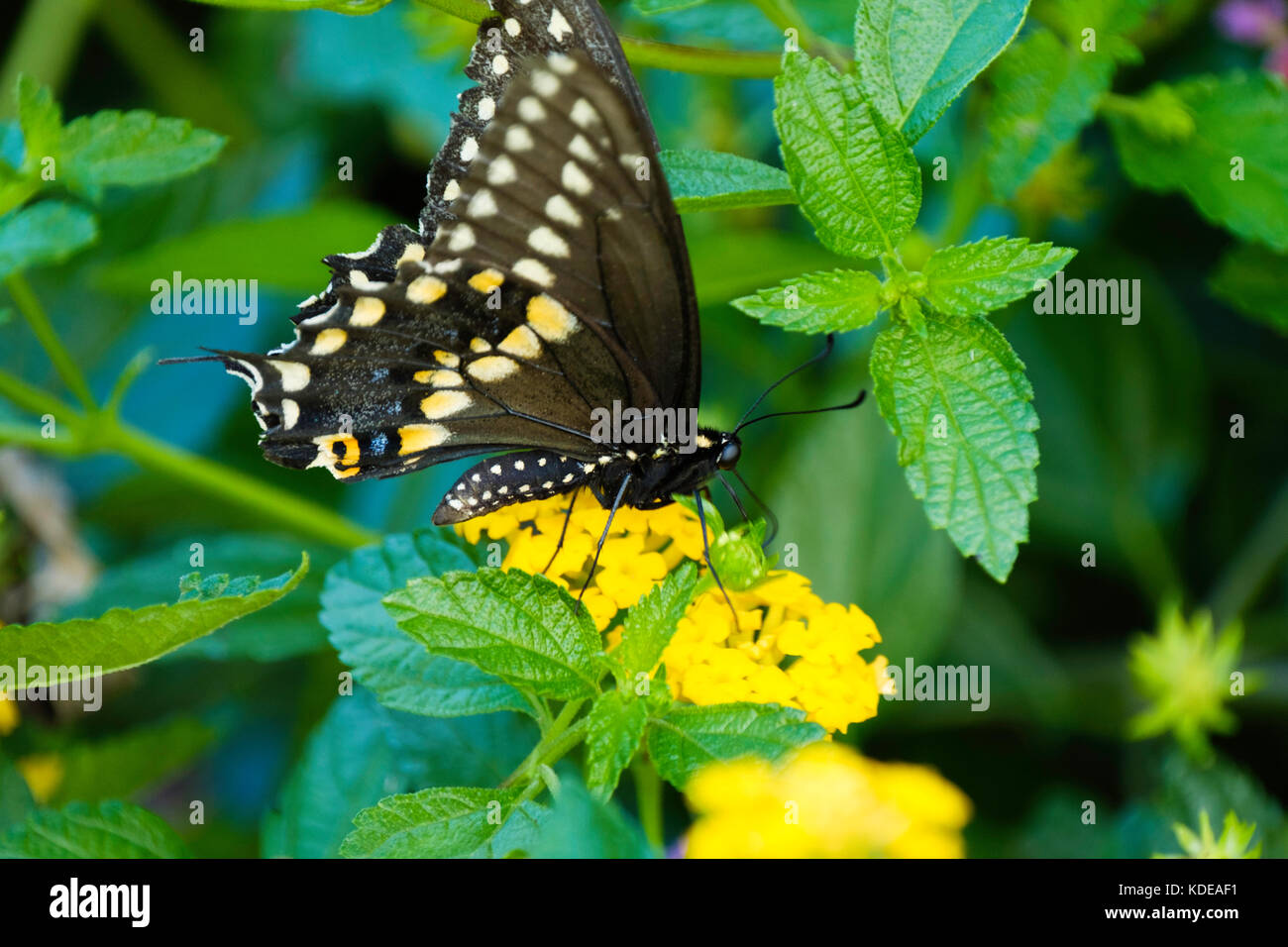 Black swallowtail on lantana hi-res stock photography and images - Alamy