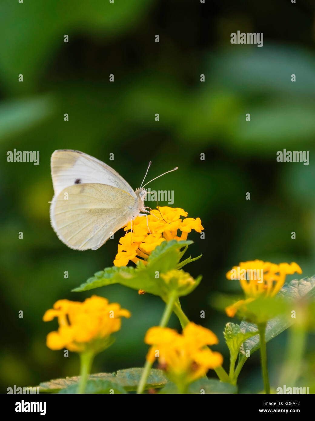 Cabbage White Butterfly, Pierus brassicae, feeding on yellow Lantana ...