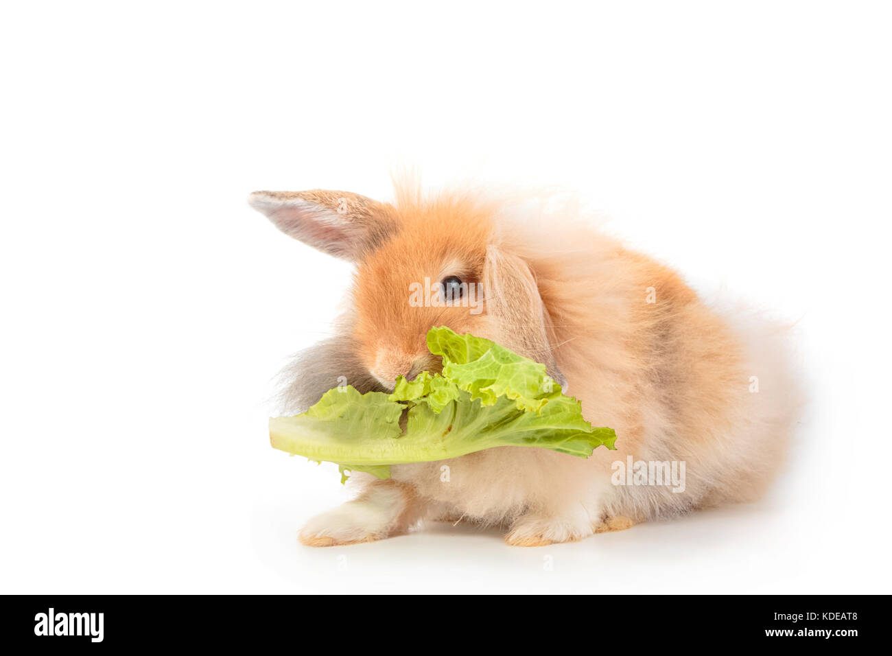 Little rabbit isolated on white Stock Photo - Alamy