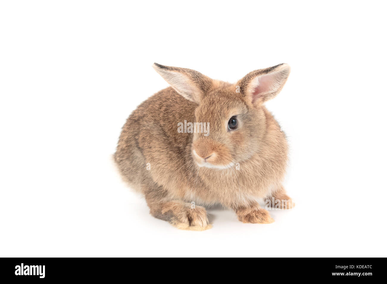 Little rabbit isolated on white Stock Photo - Alamy