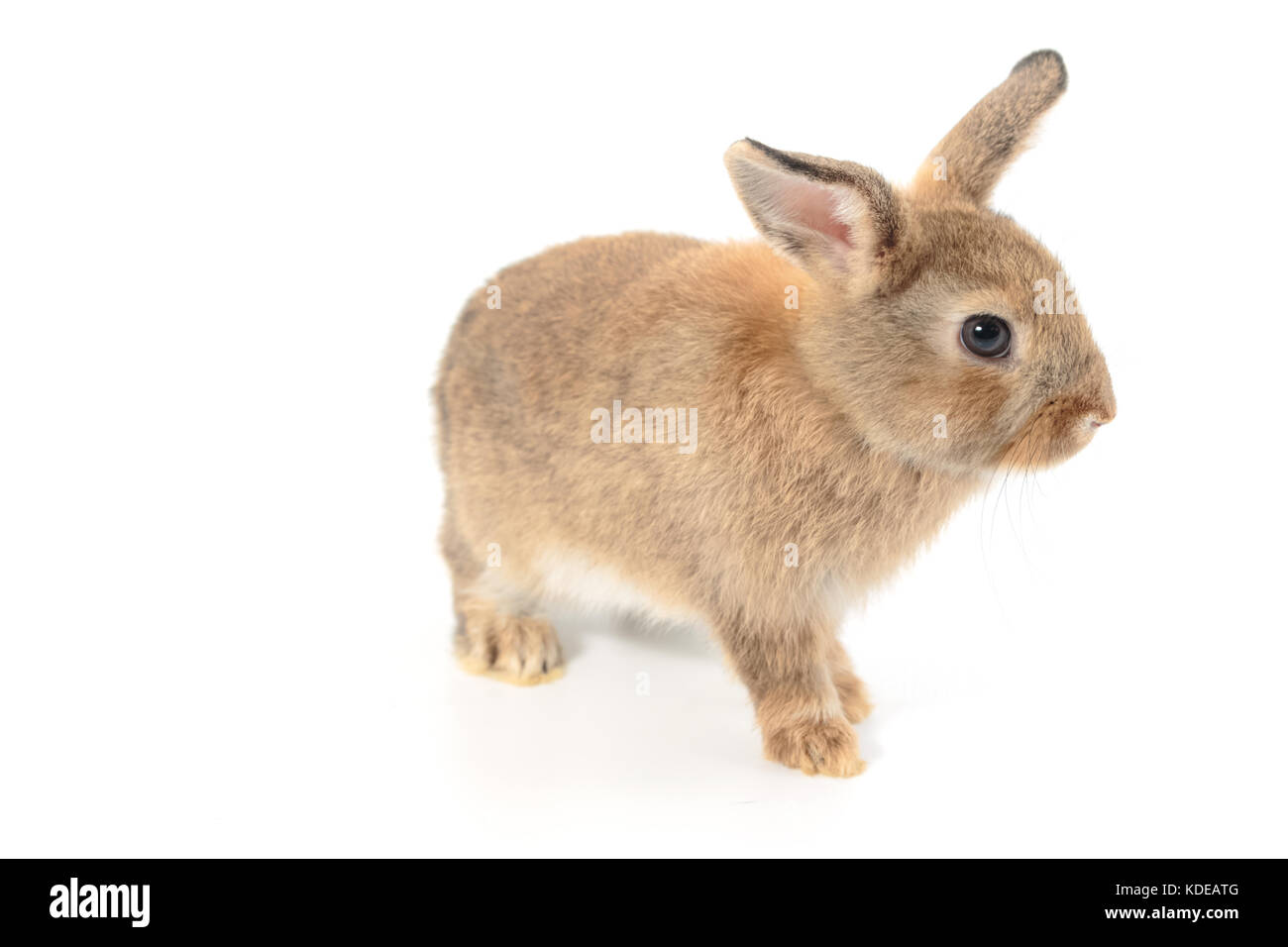Little rabbit isolated on white Stock Photo - Alamy