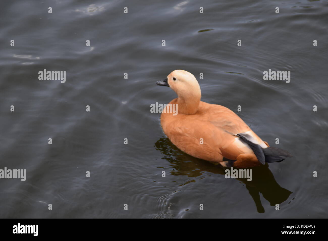 DUCK light brown in the lake - close up - Tadorna feruginea - ruddy ...