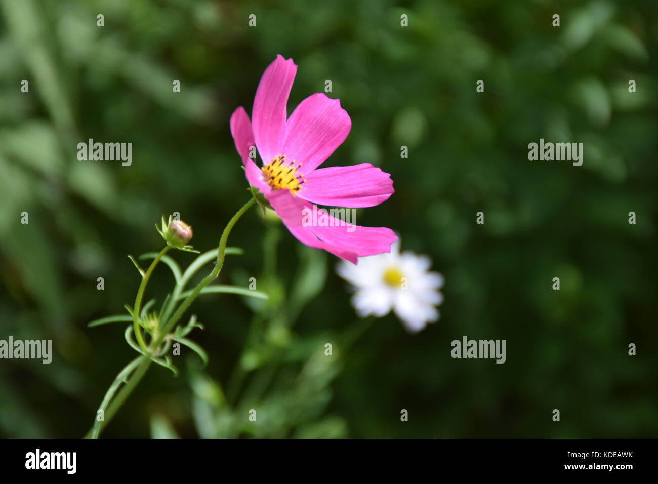 Six petals hi-res stock photography and images - Alamy