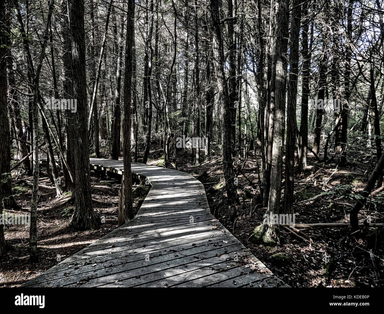White Cedar Swamp trail Cape Cod MA USA Stock Photo - Alamy
