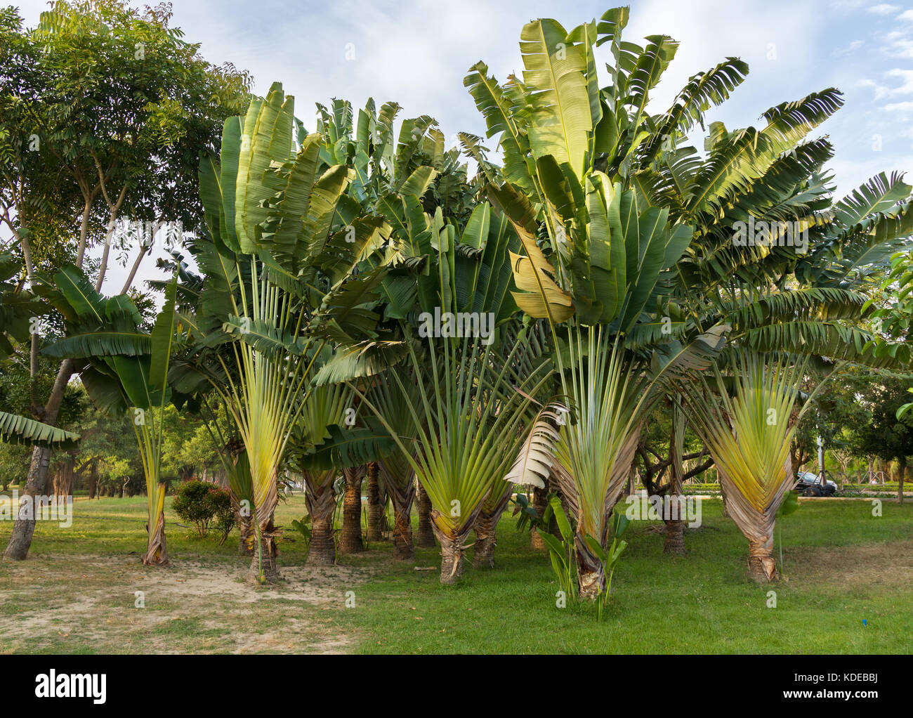 Beautiful plant Ravenala in tropical park Stock Photo - Alamy