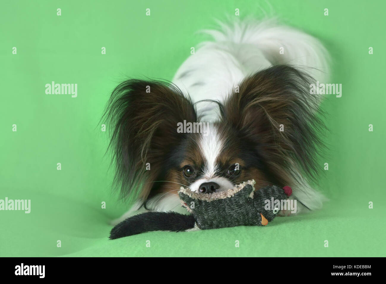 Beautiful young male dog Continental Toy Spaniel Papillon with plush ...