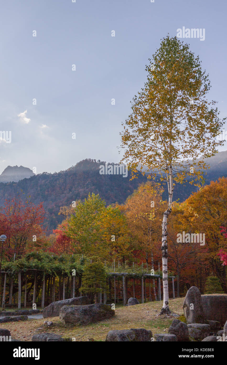 Birch Tree and Japanese Alps Mountain View in Early Fall from Shin ...