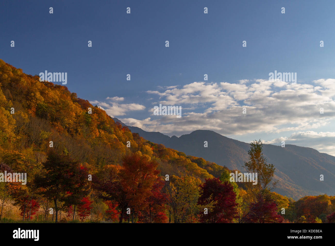Birch Tree and Japanese Alps Mountain View in Early Fall from Shin ...