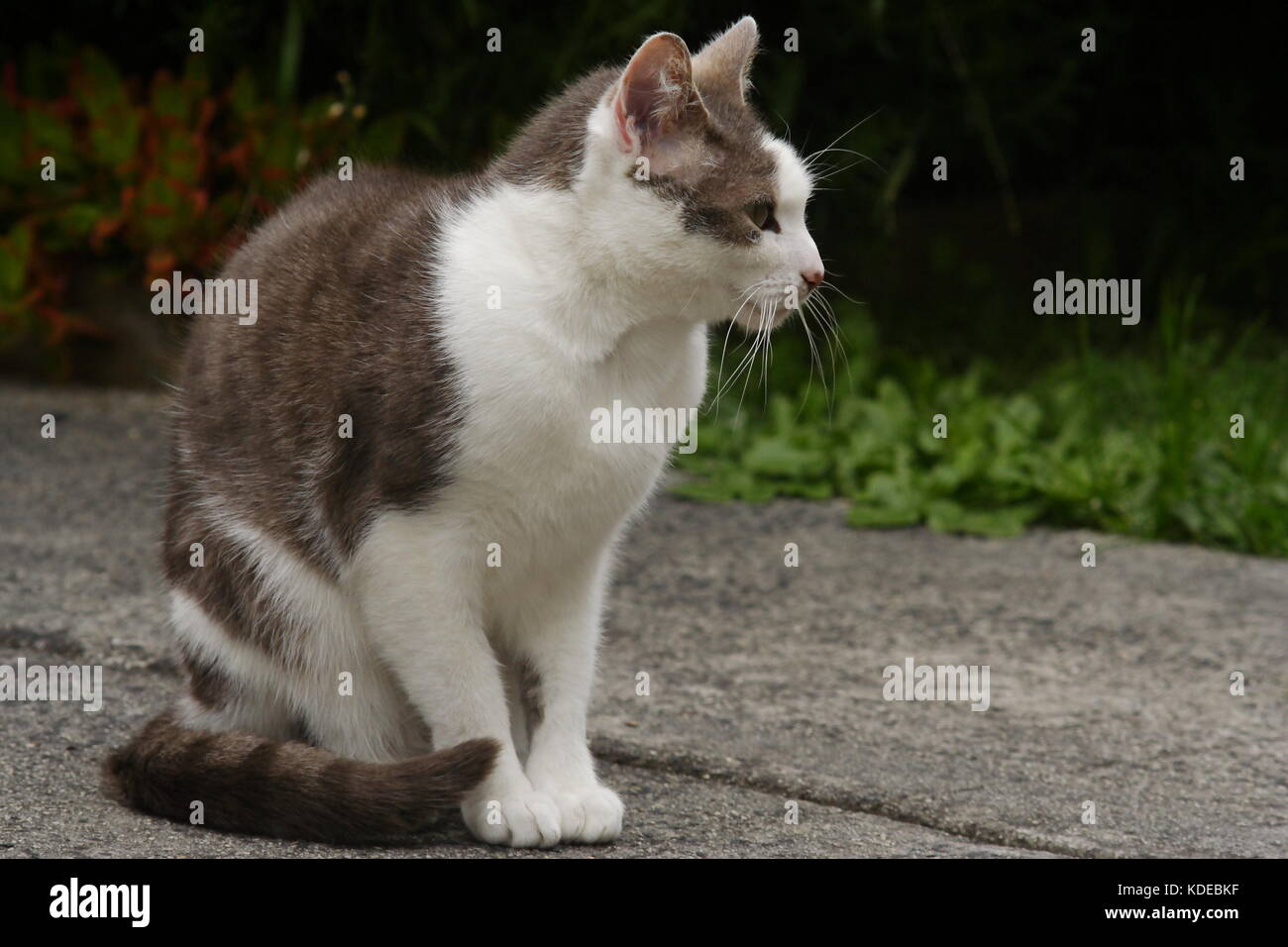 Right paw white cat hi-res stock photography and images - Alamy
