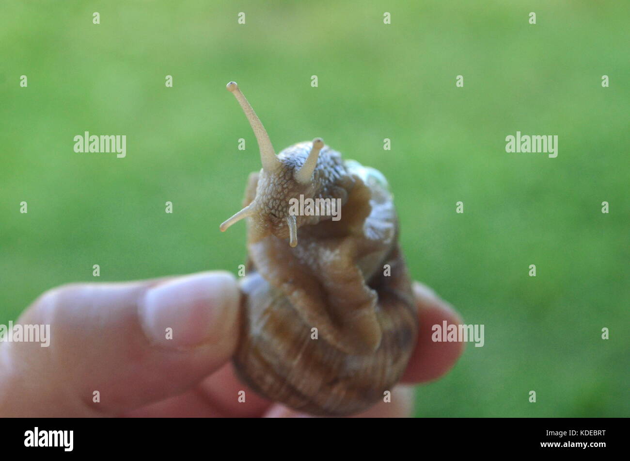 Edible land snail (Helix pomatia) slowly crawling on a wooden board ...