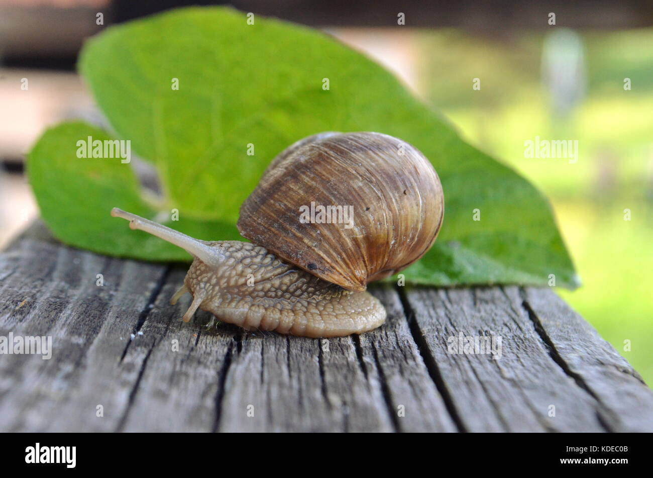 Edible land snail (Helix pomatia) slowly crawling on a wooden board ...