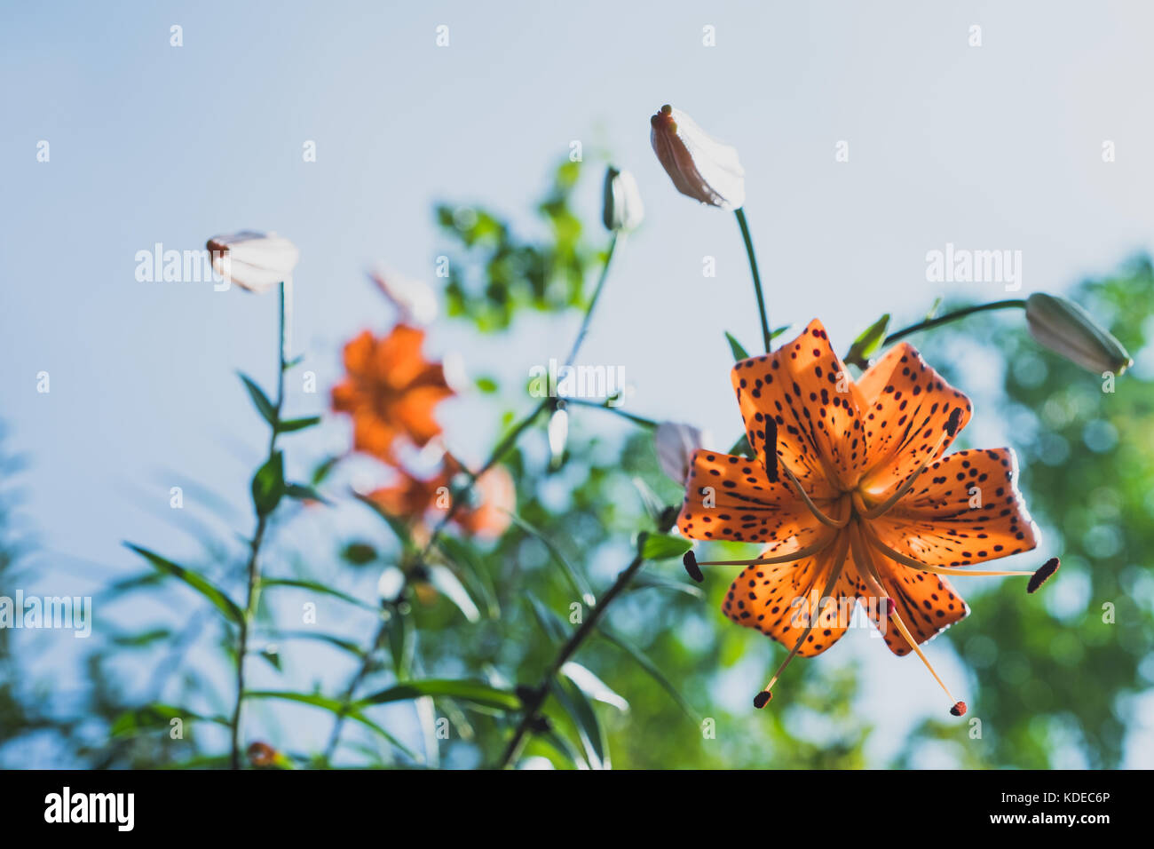A blossomed Tiger lily Stock Photo - Alamy