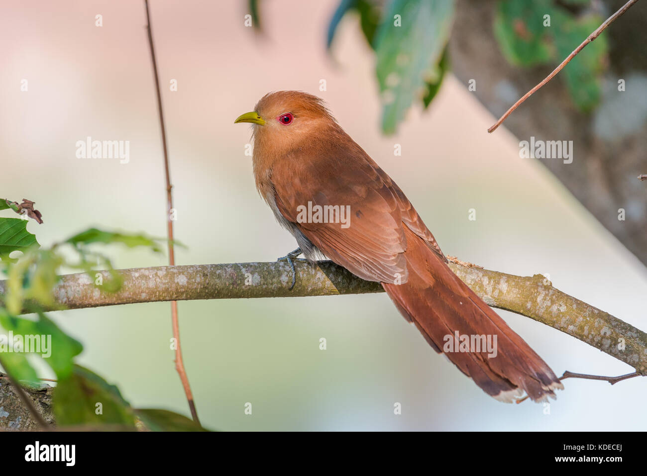 Little Cuckoo Coccycua Minuta High Resolution Stock Photography and ...