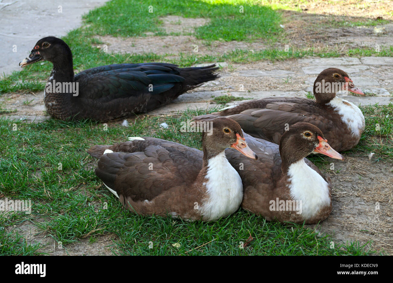 Ducks in yard poultry hi-res stock photography and images - Alamy